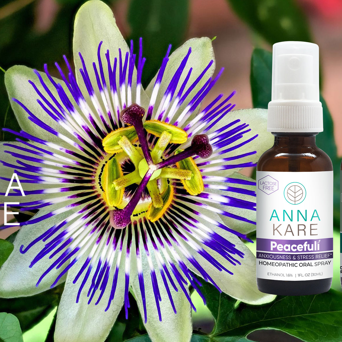 The Best Homeopathic Remedies for Sleeplessness – HomeopathyStore.com