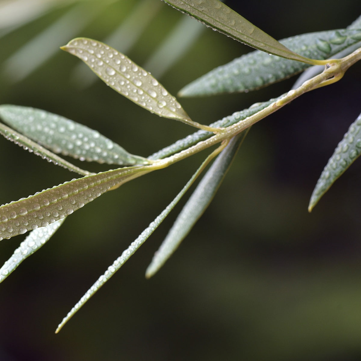 Olive Leaf Extract and Oleuropein: Benefits and Uses - HomeopathyStore ...