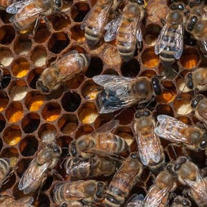 Api Mel - HOM 033 | Homeopathy Store